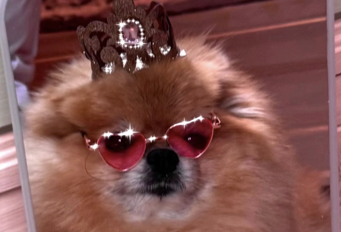 Kori The Pom meme contest! | Reach.Social